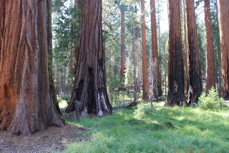 Yosemite National Park | US travel with us!