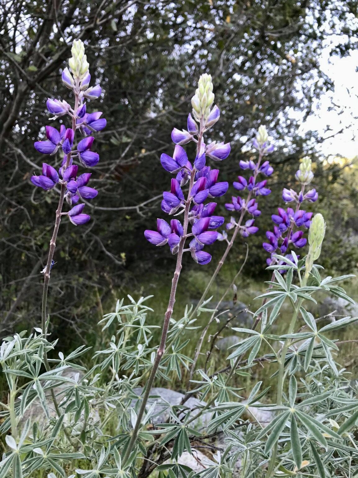 Sequoia National Park-what to expect when visiting in April | US travel ...
