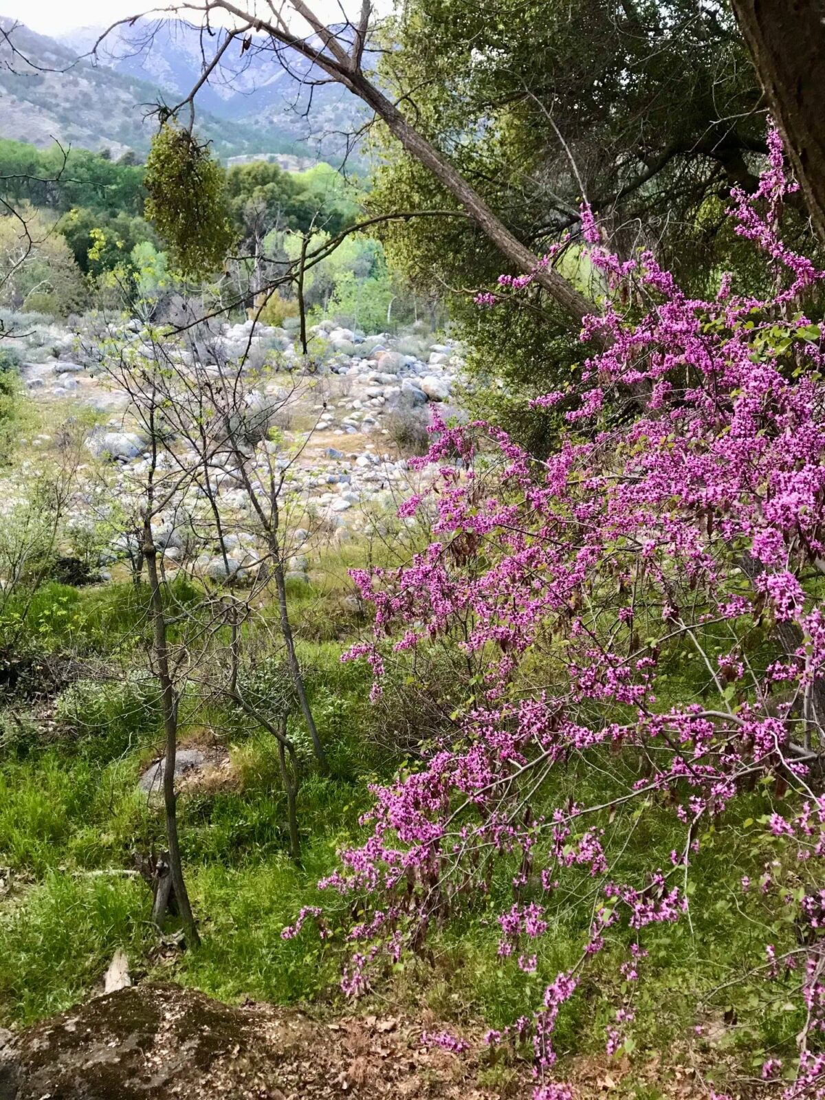 Sequoia National Park-what to expect when visiting in April | US travel ...