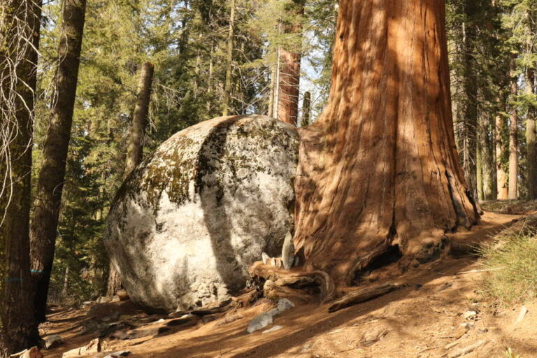 Sequoia National Park-what to expect when visiting in April | US travel ...