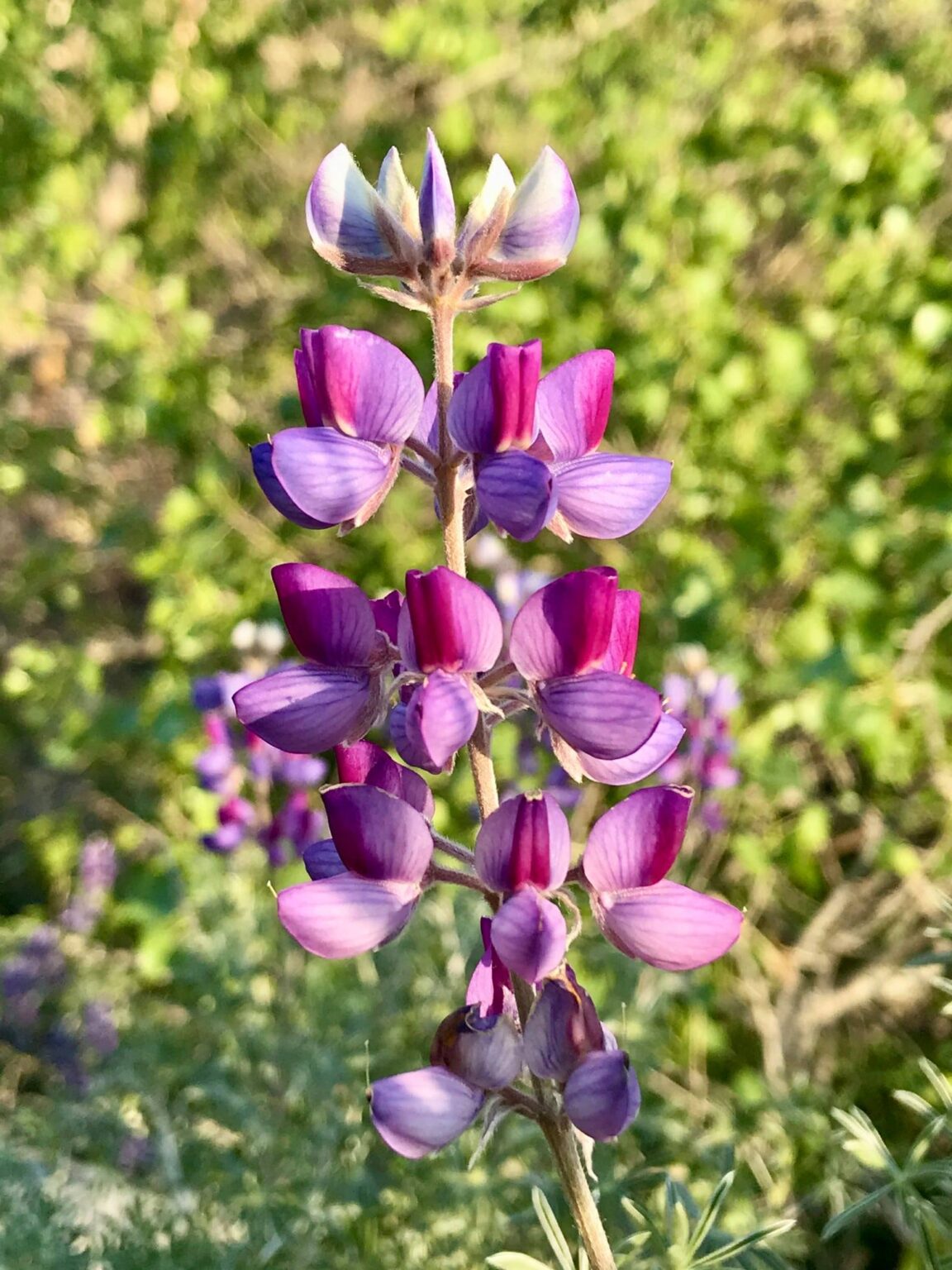 Sequoia National Park-what to expect when visiting in April | US travel ...