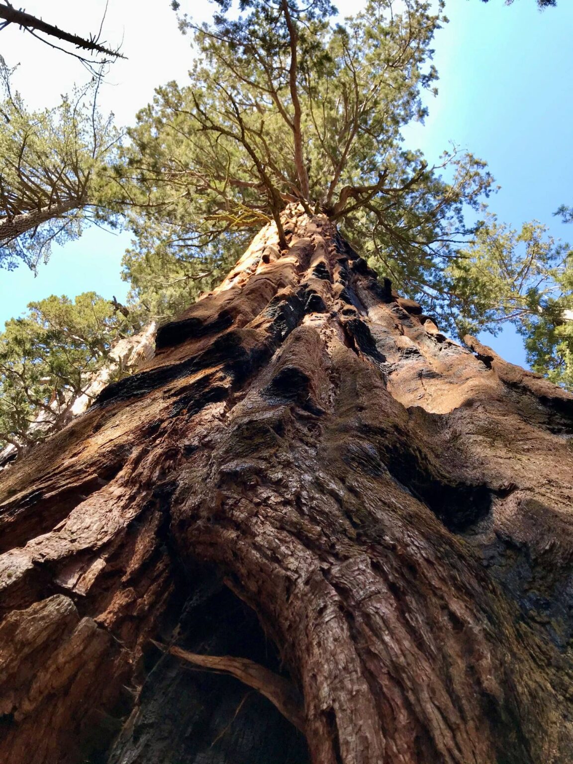Sequoia National Park-what to expect when visiting in April | US travel ...
